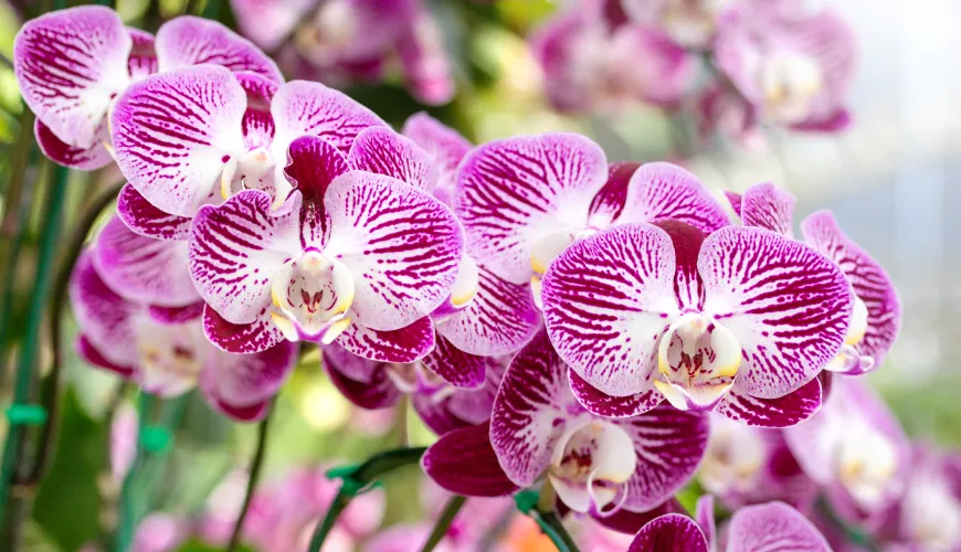 Hoe en wanneer orchideeën correct verpotten | Ferwer